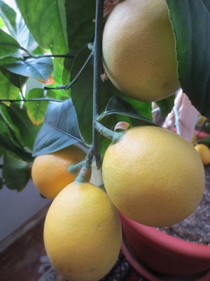Winter Lemons | Mark Cullen